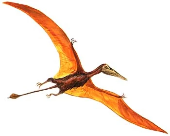 Rhamphorhynchus | Reptiles Wiki | Fandom