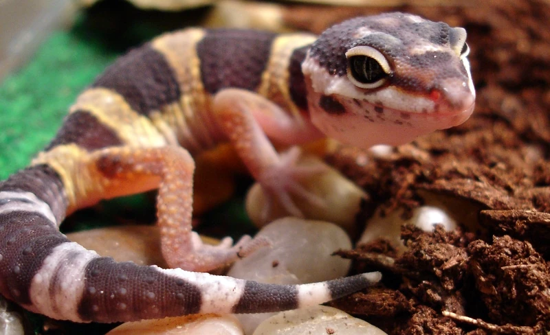Gecko | Reptiles Wiki | Fandom