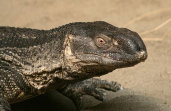 Rock Monitor Lizard | Reptiles Wiki | Fandom