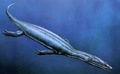 Anarosaurus | Reptipedia | Fandom