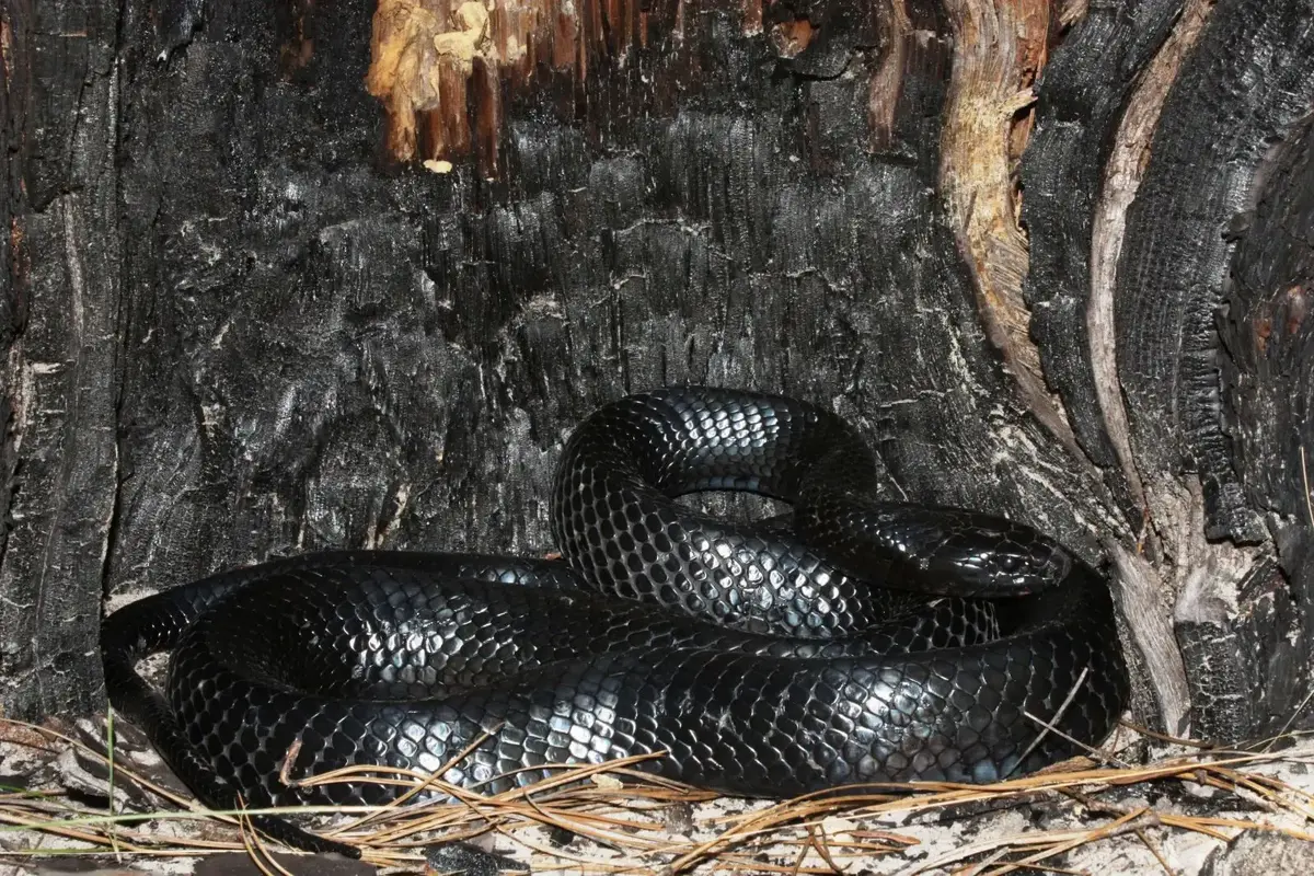 Eastern Indigo Snake | Reptipedia | Fandom