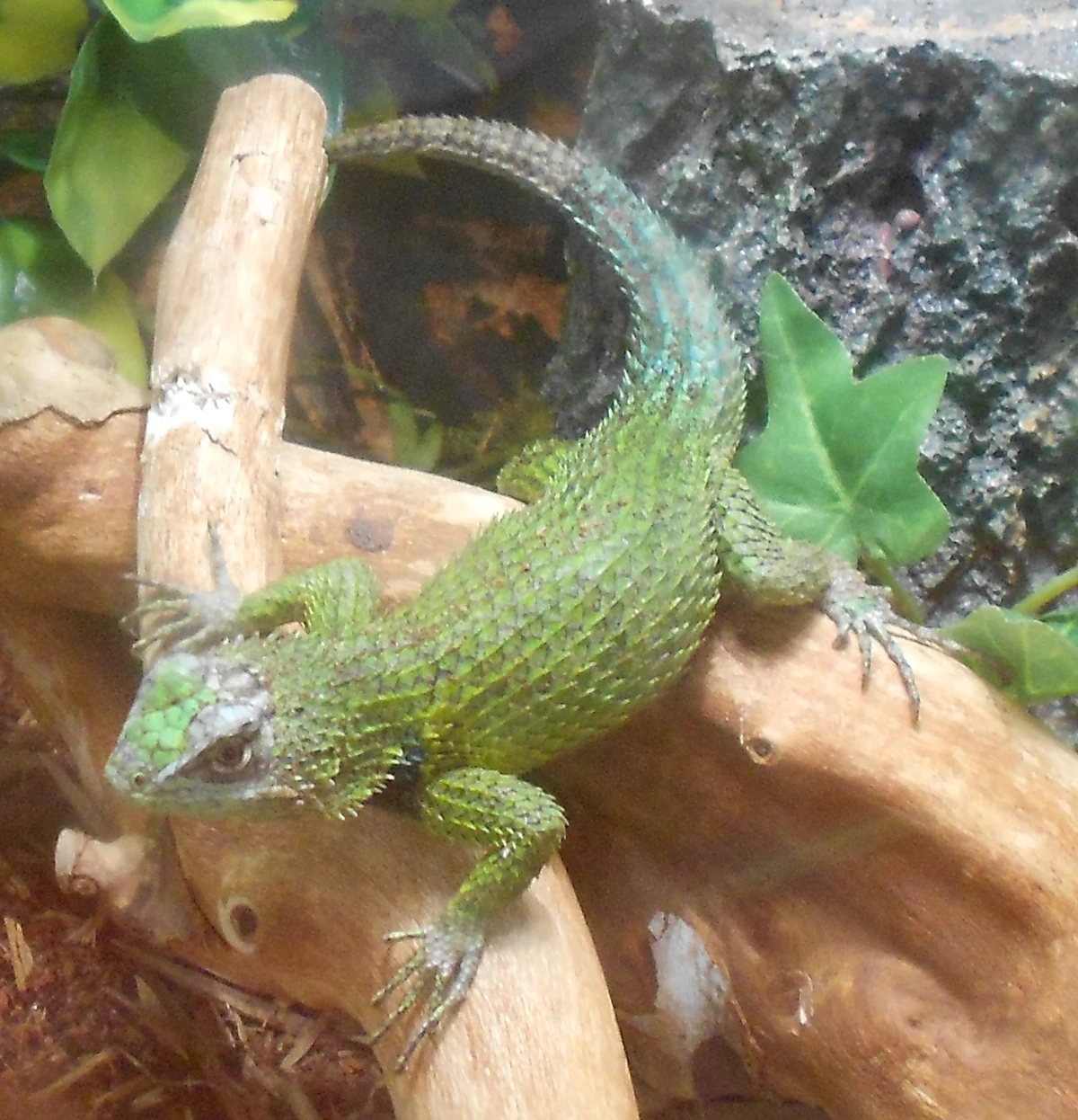Emerald Swift | Reptipedia | Fandom
