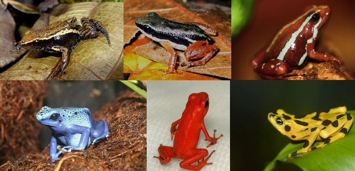 Poison Dart Frog | Reptipedia | Fandom