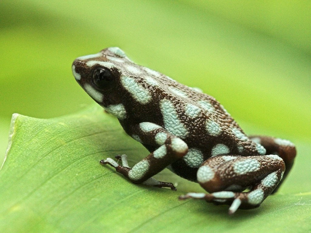Maranon poison dart frog | Reptipedia | Fandom
