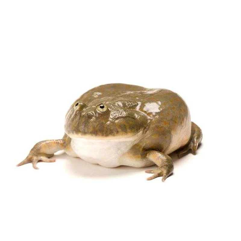 Budgett's Frog Care | Reptipedia | Fandom