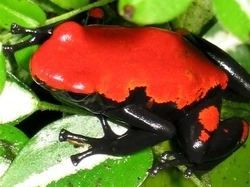 Marbled poison dart frog | Reptipedia | Fandom