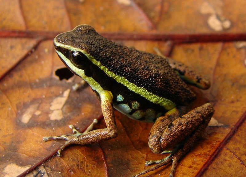 Ameerega ingeri | Reptipedia | Fandom