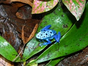 Okopipi | Reptipedia | Fandom