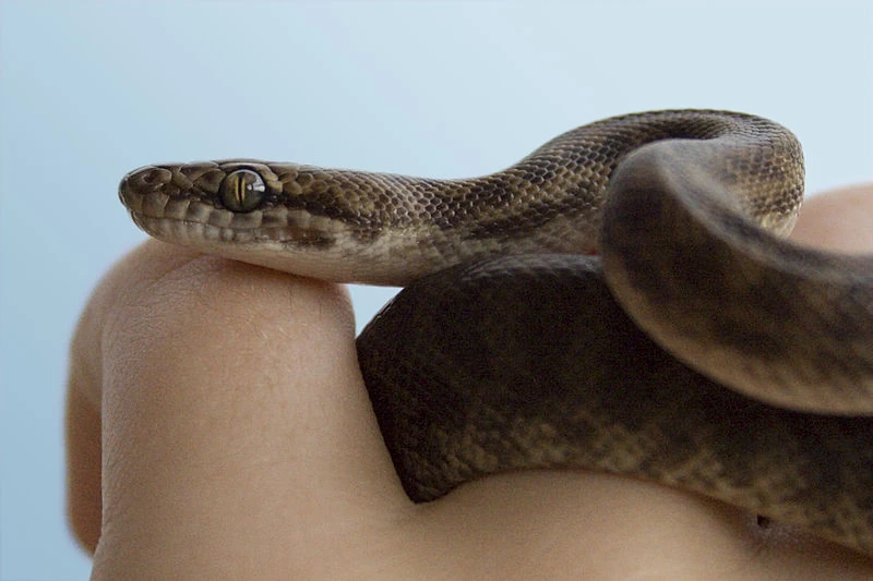 Children's python | Reptipedia | Fandom