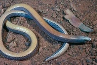 Bronzeback Snake-lizard | Reptipedia | Fandom
