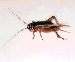 Cricket | Reptipedia | Fandom