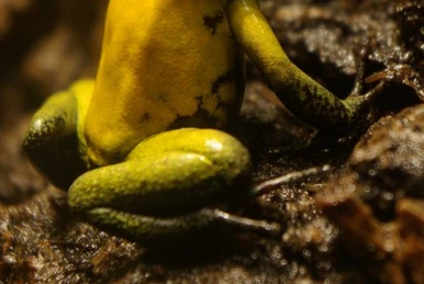 Colostethus Mertensi