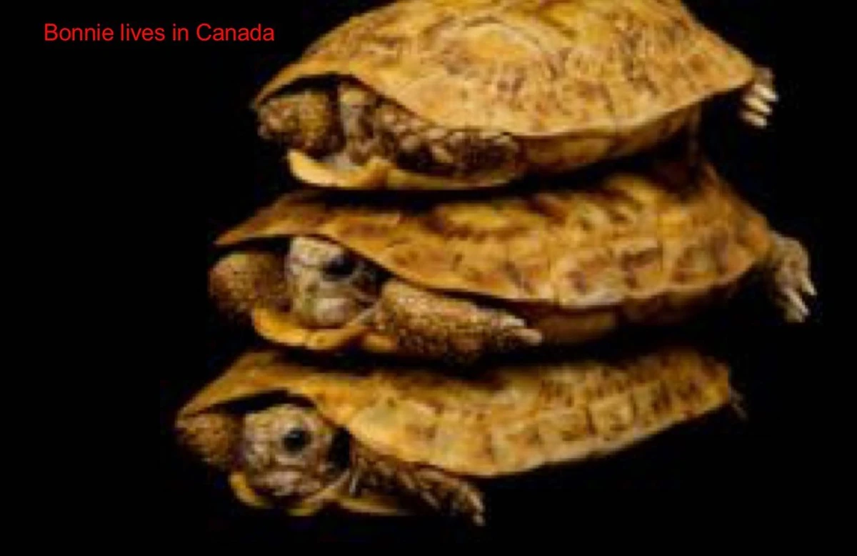 Pancake Tortoise | Reptipedia | Fandom