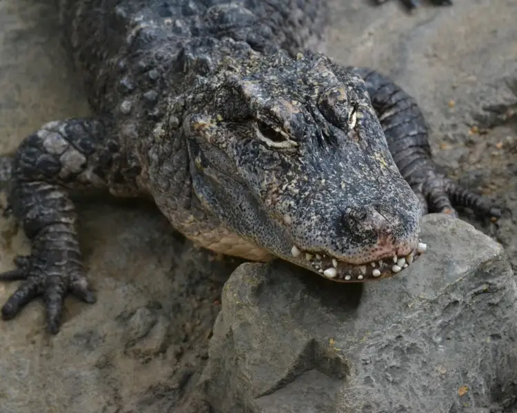 Chinese Alligator | Reptipedia | Fandom