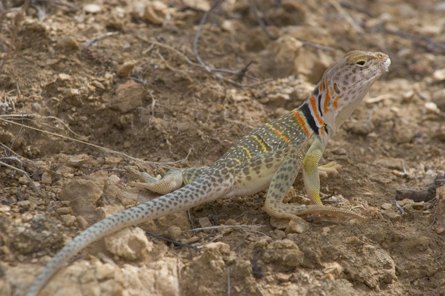 Crotaphytidae | Reptipedia | Fandom