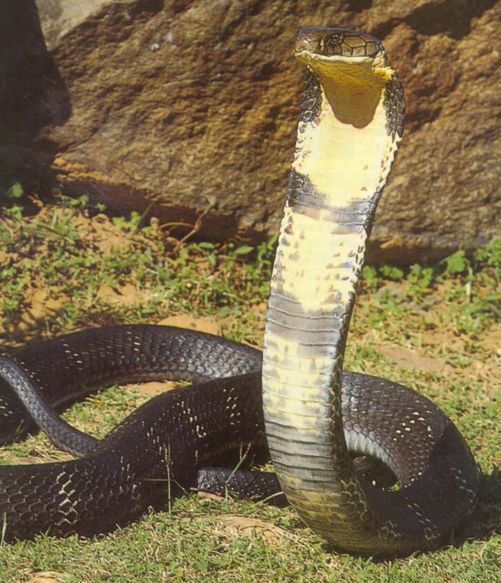 Cobra | Reptipedia | Fandom