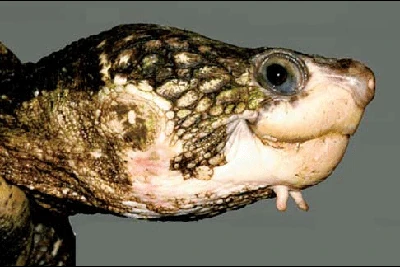 White Throated Snapping Turtle | Reptipedia | Fandom
