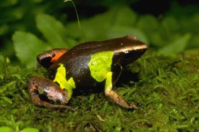 Beautiful Mantella | Reptipedia | Fandom