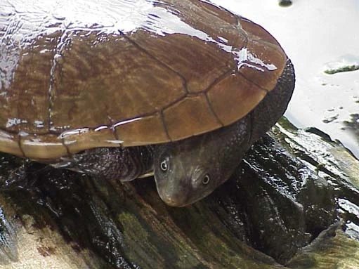 Chelidae | Reptipedia | Fandom