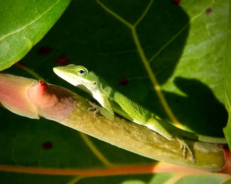 American Anole | Reptipedia | Fandom