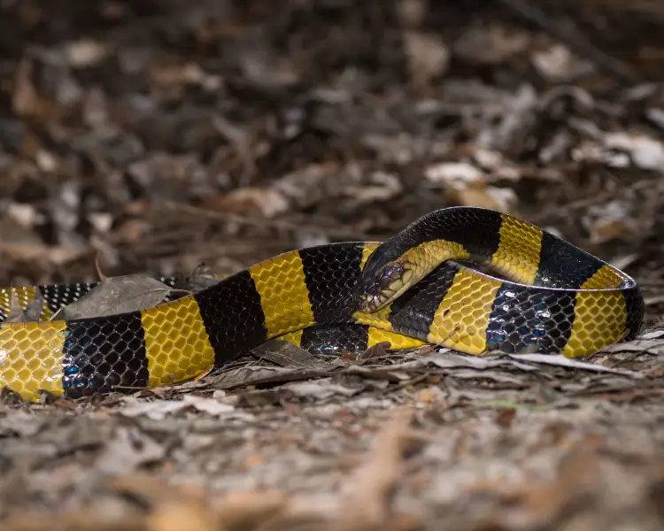 Banded Krait | Reptipedia | Fandom