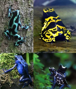 Dendrobates | Reptipedia | Fandom