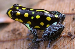 Spotted poison frog | Reptipedia | Fandom