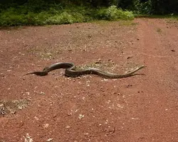 African Rock Python | Reptipedia | Fandom