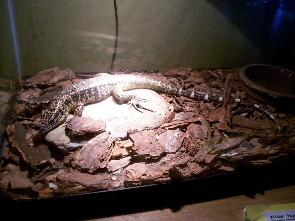 Mating | Reptipedia | Fandom