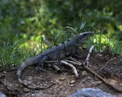 Black Spiny-Tailed Iguana | Reptipedia | Fandom