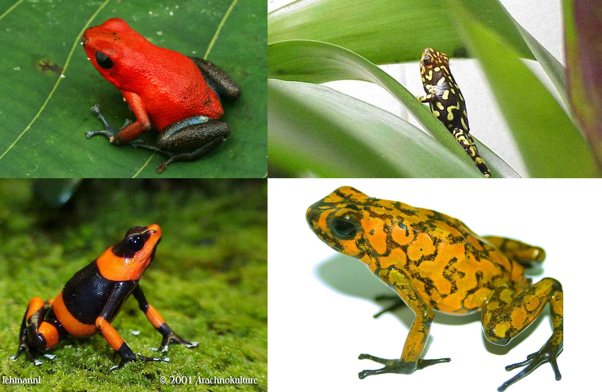 Oophaga | Reptipedia | Fandom