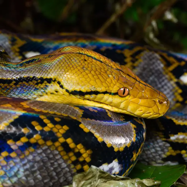Reticulated Python | Reptipedia | Fandom
