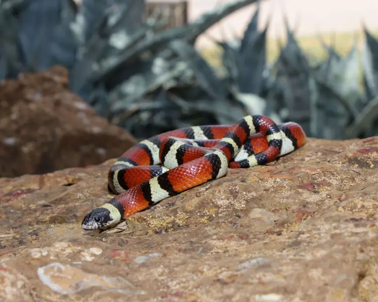 Milk Snake | Reptipedia | Fandom