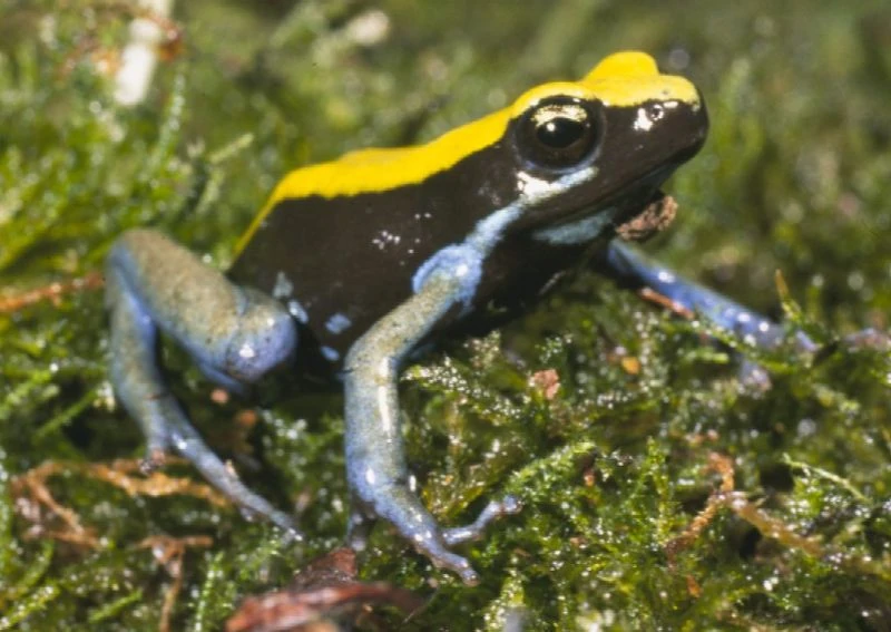 Blue-legged Mantella | Reptipedia | Fandom