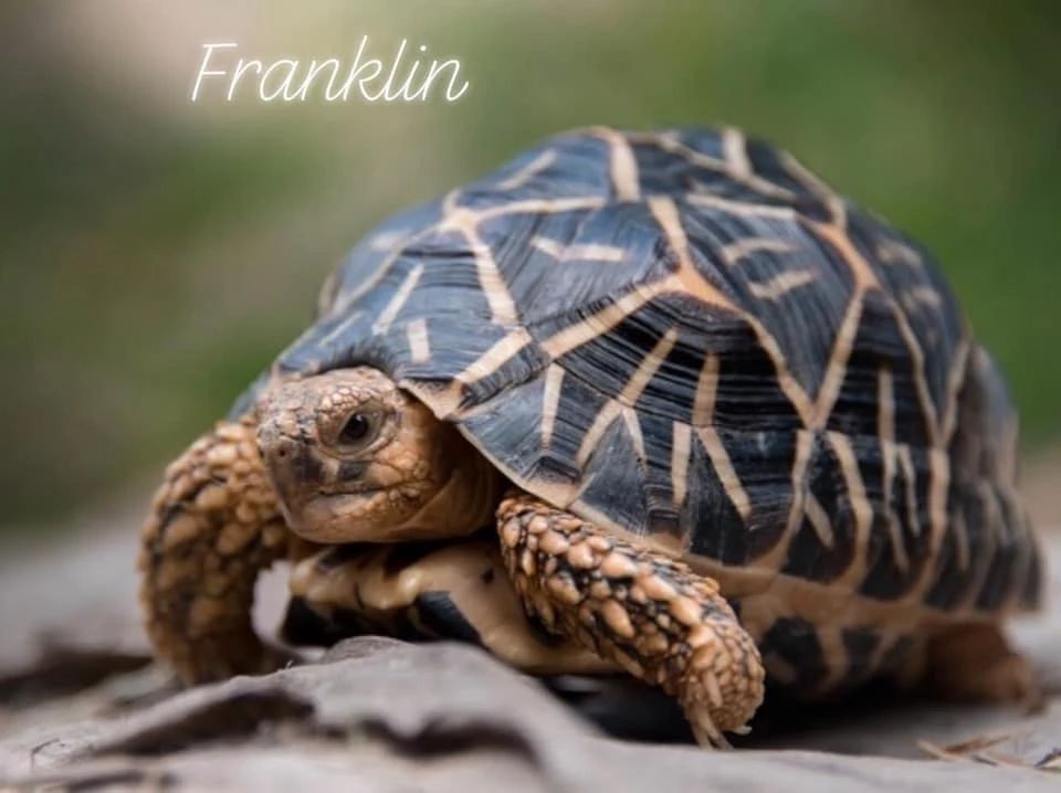 Star Tortoise | Reptipedia | Fandom