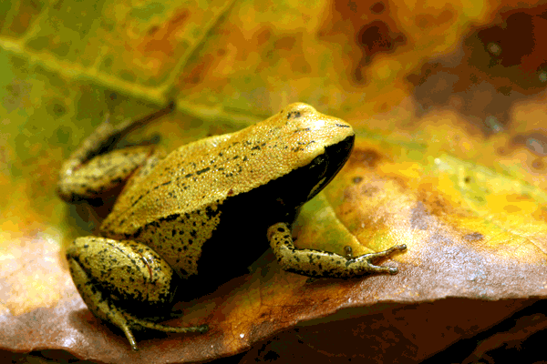 Mantella crocea | Reptipedia | Fandom