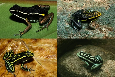 Colostethus Mertensi