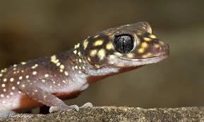 Barking Gecko | Reptipedia | Fandom