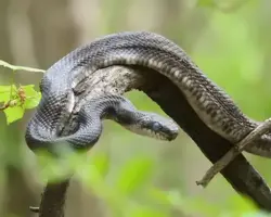 Eastern Rat Snake | Reptipedia | Fandom