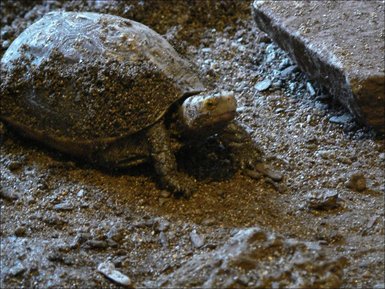 Unicolor cribo | Reptipedia | Fandom