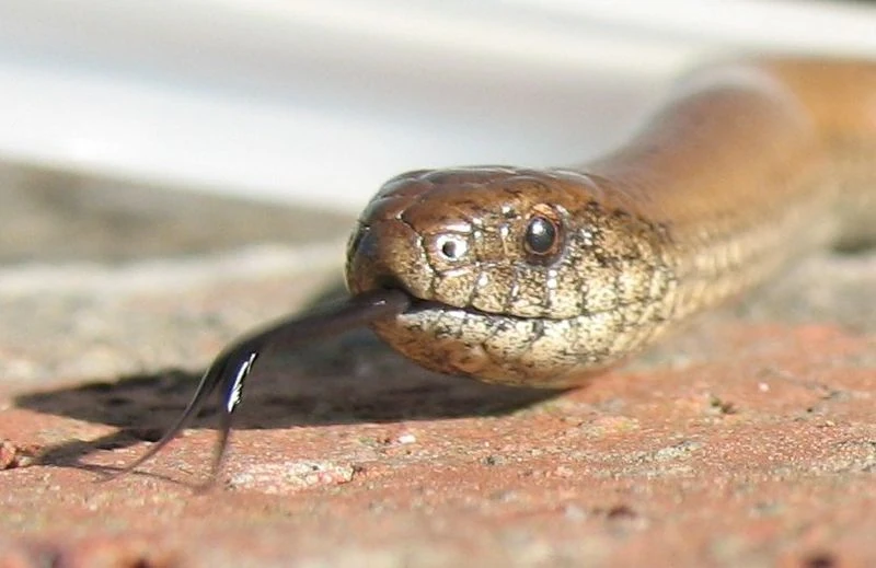 Duberria lutrix | Reptipedia | Fandom