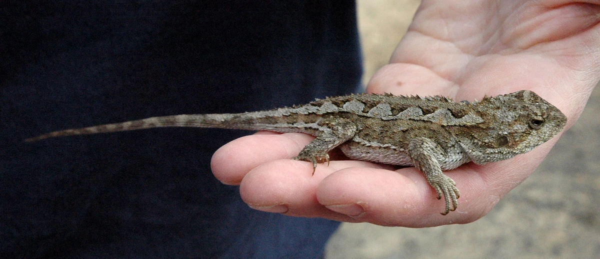 Mountain Dragon Reptipedia Fandom