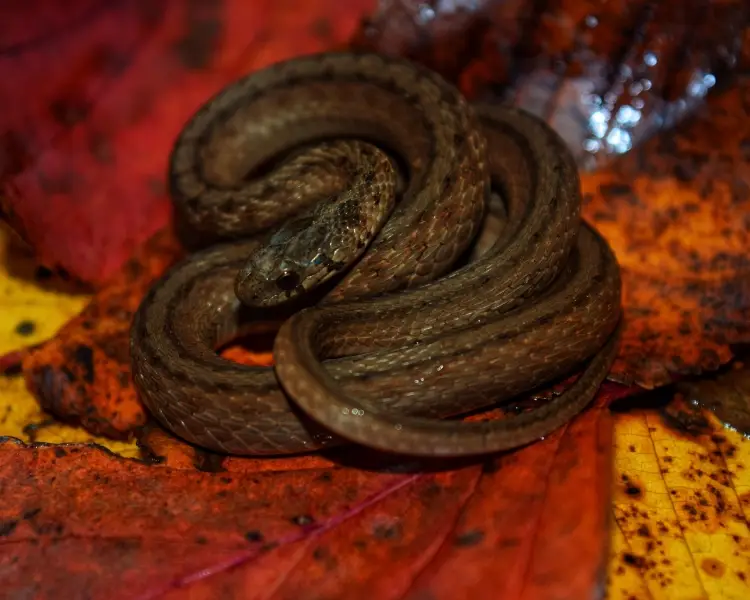 Brown Snake | Reptipedia | Fandom
