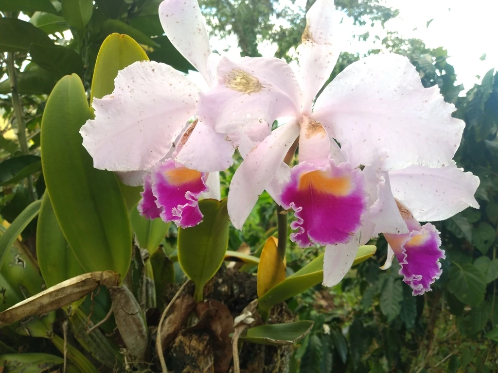 Categoría:Especies de Boyacá | Wiki Colombia | Fandom