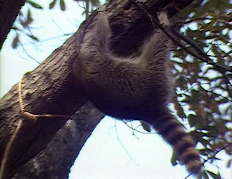 Rocky Raccoon | Rescue 911 Wiki | Fandom