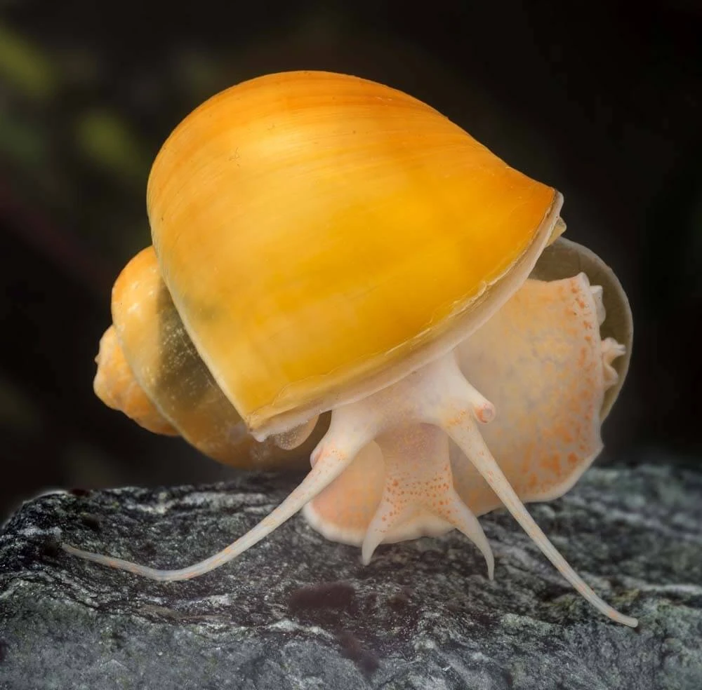 Apple Snail | Resemblance Wiki | Fandom