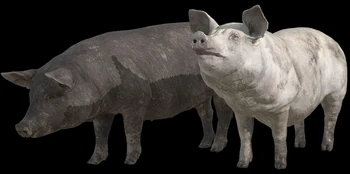 Pig | Resident Evil Wiki | Fandom