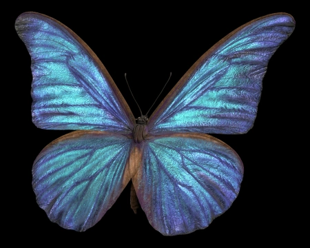 Mariposa azul | Resident Evil Wiki | Fandom