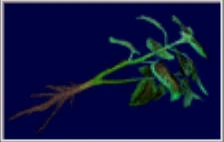 Green Herb | Resident Evil Wiki | Fandom