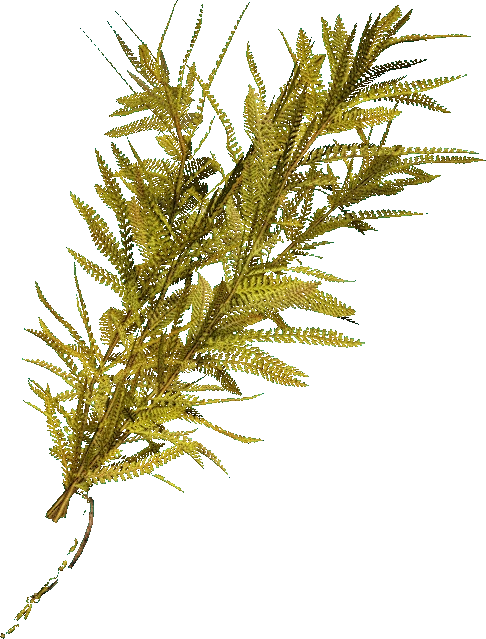 Yellow Herb | Resident Evil Wiki | Fandom